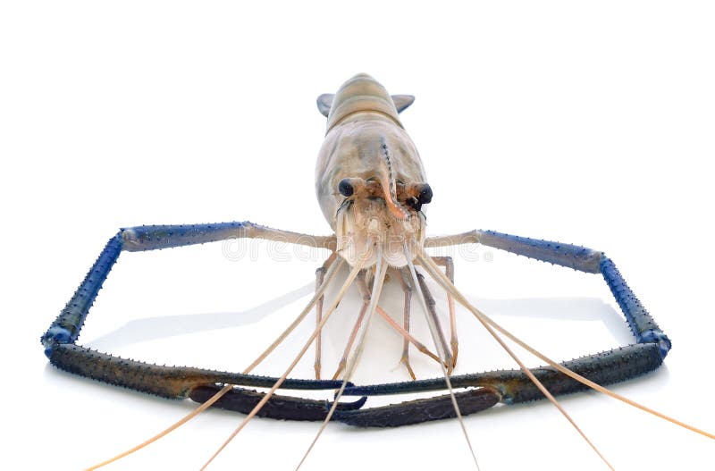 Shellfish stock photo. Image of detail, nature, fishing - 34466930