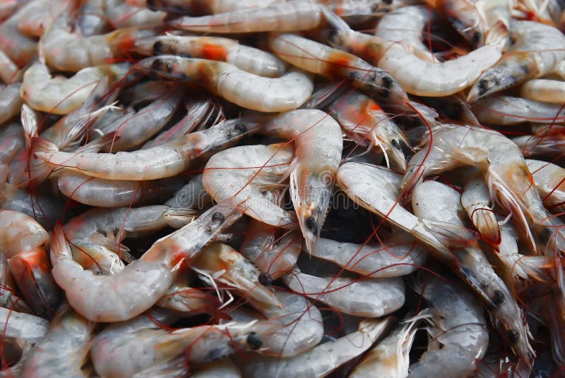 Fresh shrimps on market stock image. Image of macro, shrimp - 12473653
