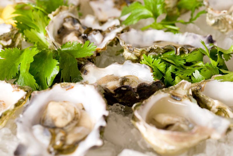 Fresh Shucked Oysters stock photo. Image of lemon, shell - 19697706