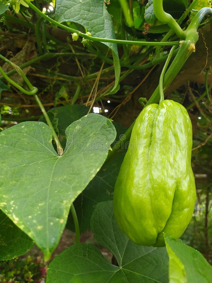 A Fresh Siamese Pumpkin that Still Hanging on Its Tree Stock Image ...