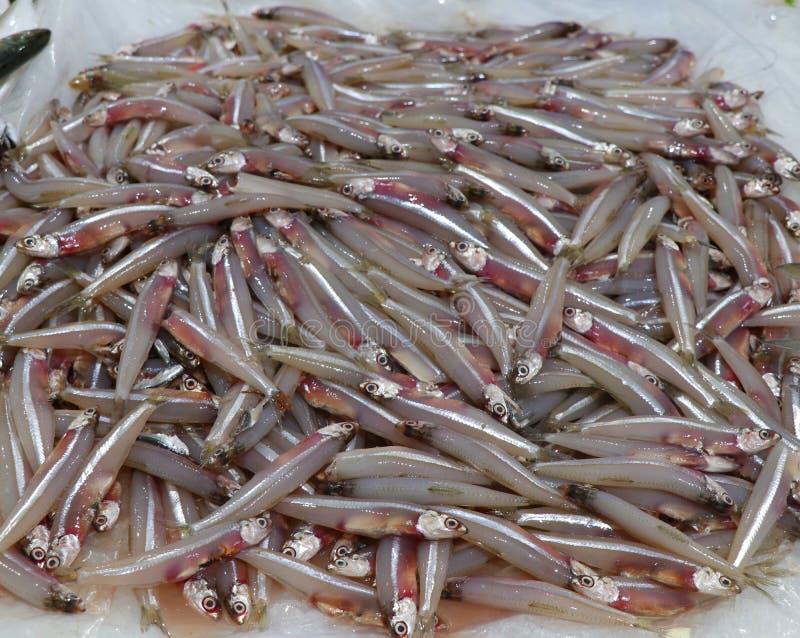 Fresh Silver Anchovy in a Market Stall Stock Photo - Image of fish ...