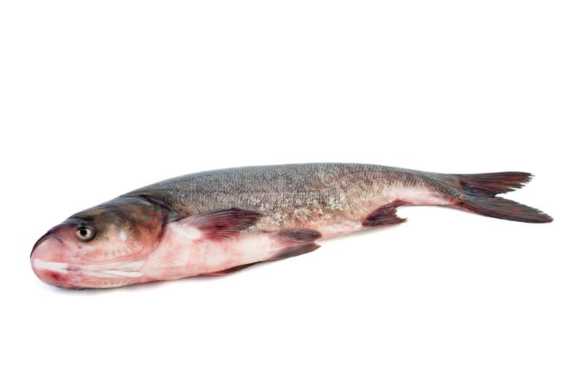 Silver carp fillet stock photo. Image of fresh, fish - 16421348