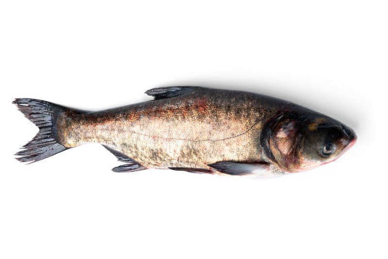 Fresh Silver Carp Fish Isolated on White. Stock Photo - Image of animal ... Fresh Silver Carp Fish Isolated on White. Stock Photo - Image of animal ...