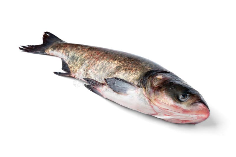 Fresh Silver Carp Fish Isolated on White. Stock Photo - Image of ...
