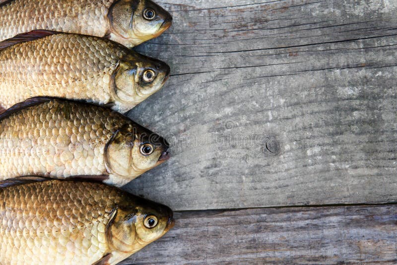 Fresh silver carp fish stock image. Image of fish, closeup - 80155303