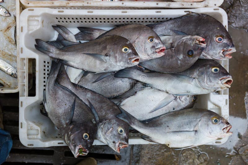 Fresh Silver Fish in a Plastic Box Stock Image - Image of ingredient ...
