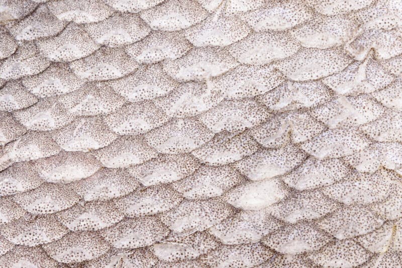 Fresh Silver Fish Scale Dotted Pattern Texture with Equal Flakes Macro ...