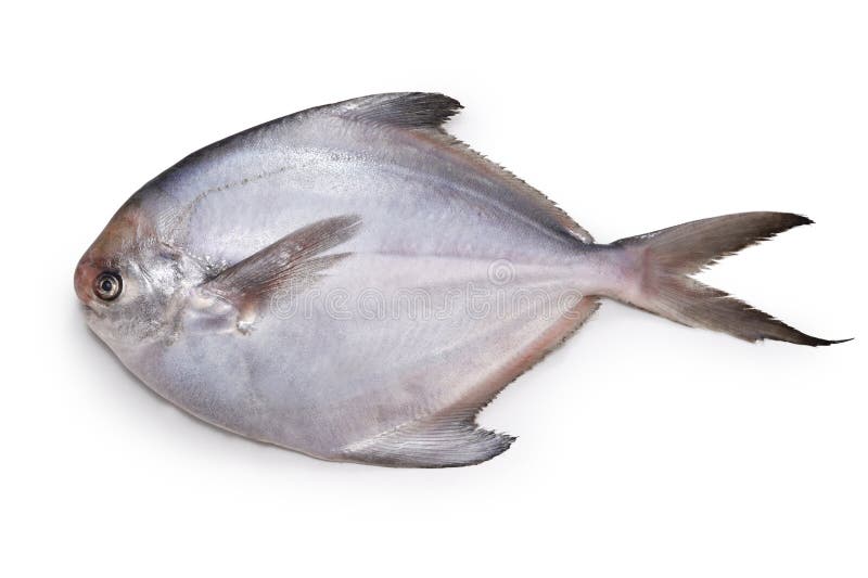 Fresh silver pomfret fish stock photo. Image of ingredient - 270665454