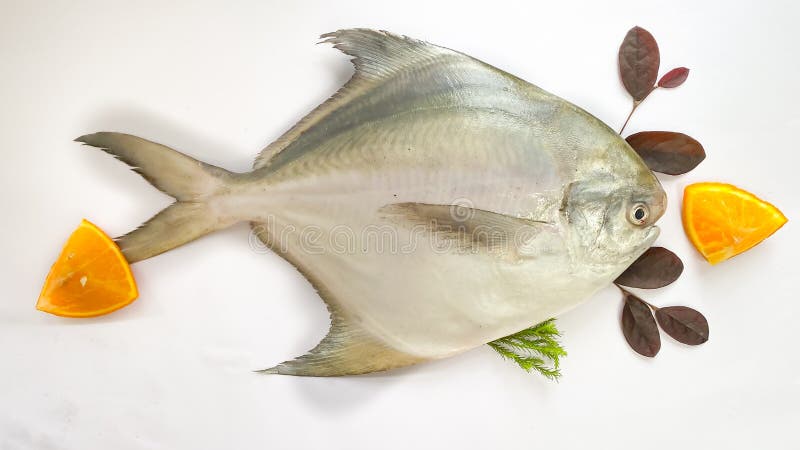 Fresh Silver Pomfret,White Pomfret Fish Isolated on a White Background ...