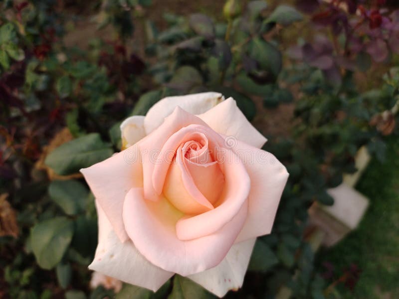 Fresh Single Colored Rose in Indian Garden Stock Image - Image of light ...