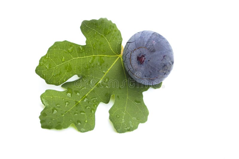 Fresh Single Fig on White Background Stock Photo - Image of purple ...