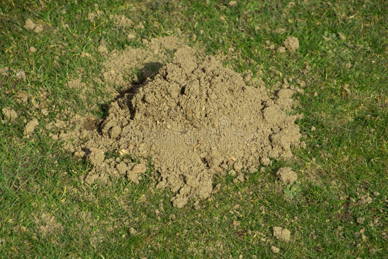 Single Mole Pile on the Green Grass in Spring Time Rural Landscape ...