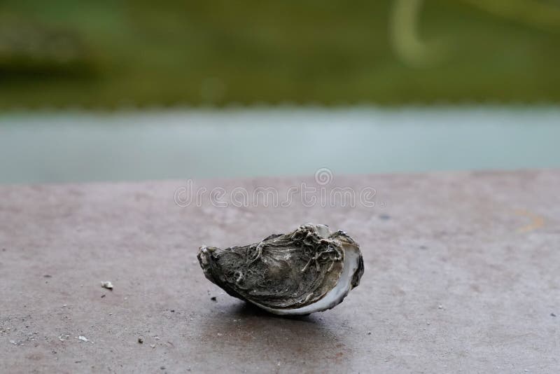 Fresh Single Oyster on the Table Stock Image - Image of healthy ...