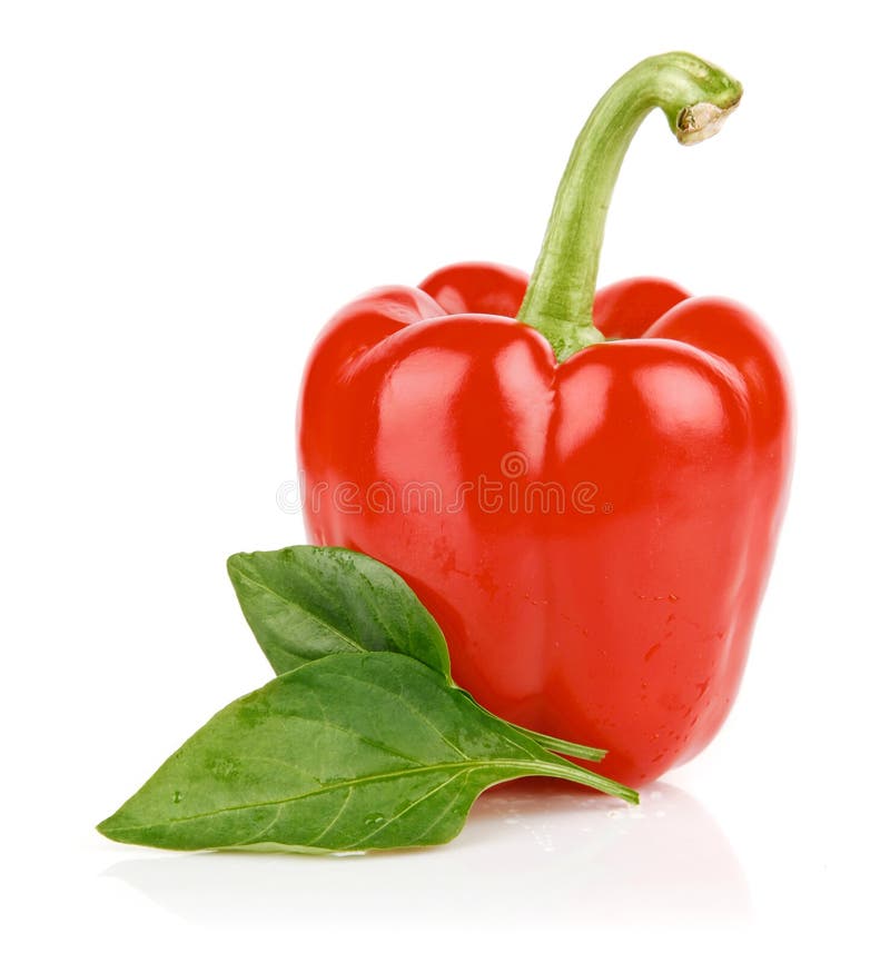 Fresh Single Pepper Fruit Isolated Stock Photo - Image of background ...