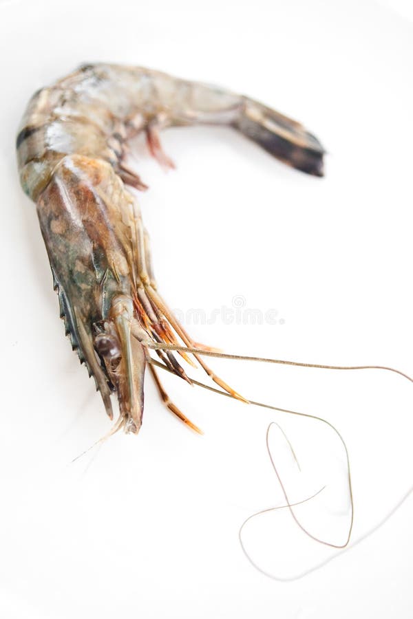 Fresh skin on tiger prawn stock image. Image of crustacean - 18335095