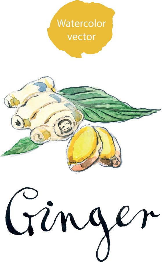 Watercolor ginger tea stock vector. Illustration of decoration - 57605163