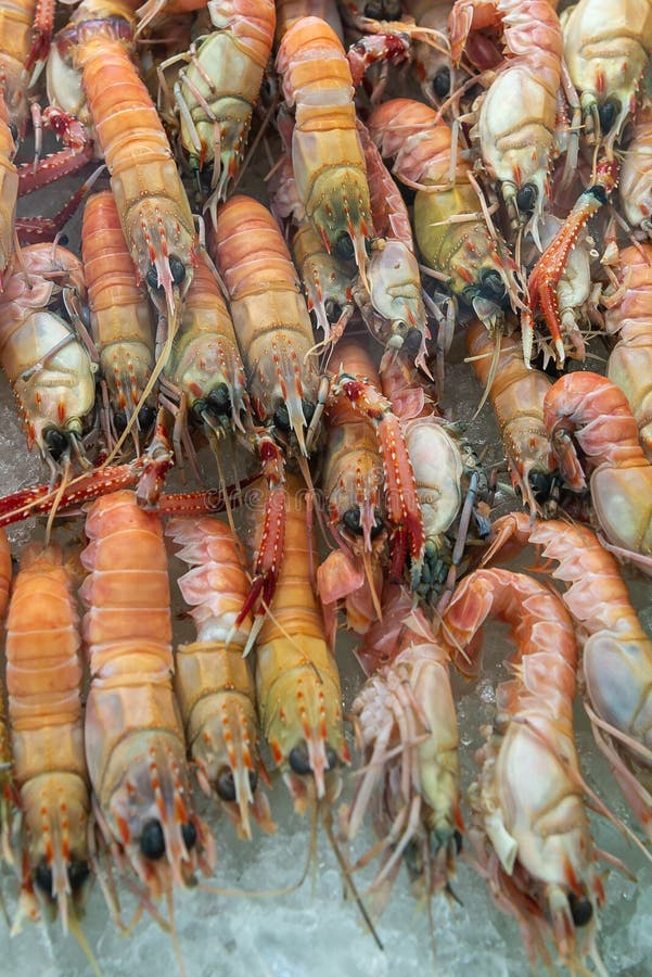 Small Crayfish Red Sea Underwater Stock Image - Image of fresh, fish ...
