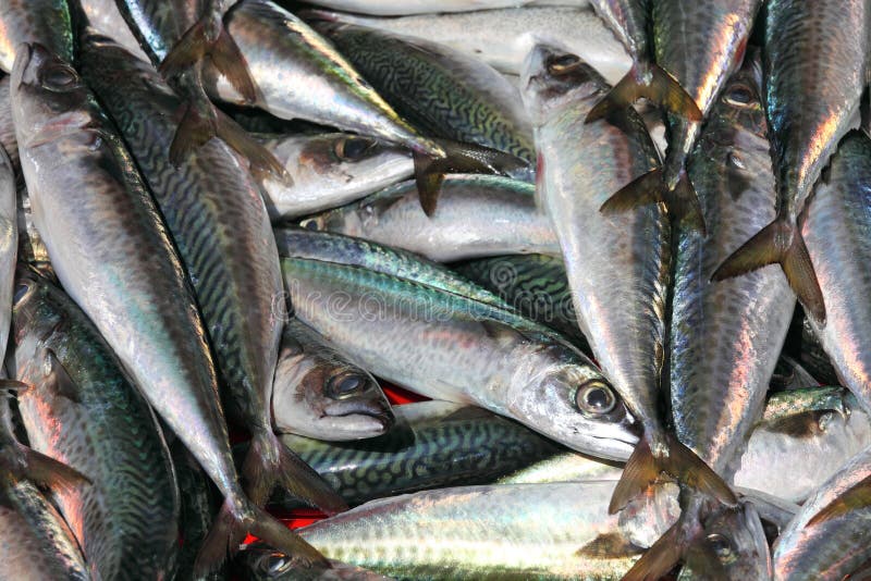 Fresh catch: lenok stock image. Image of hook, fishing - 101480919