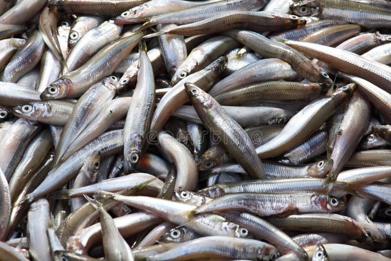 Fresh small fish stock photo. Image of anchovy, traditional - 19228664
