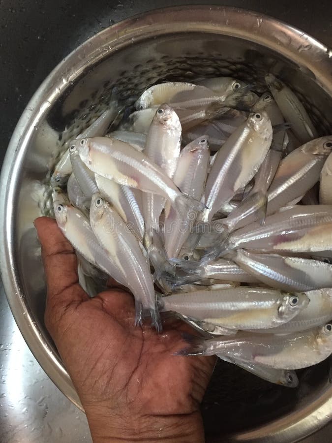 Fresh Small Fish Being Clean Stock Image - Image of silver, tasty ...