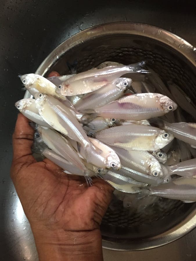 Fresh Small Fish Being Clean Stock Image - Image of healthy, diet ...