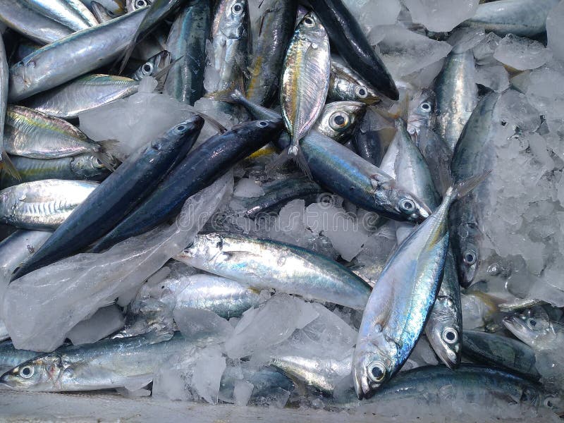 Fish Caught on Hook and Line Stock Photo - Image of hook, happiness ...