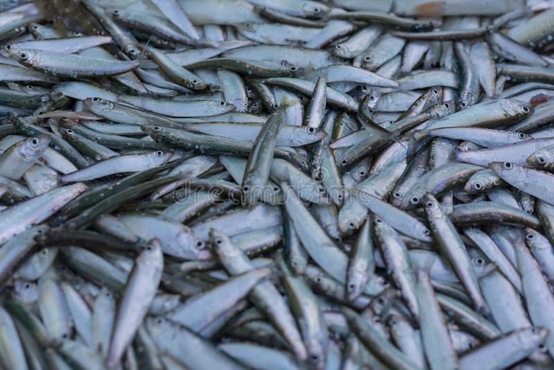 Fresh Small Fish in Large Quantities. Selective Focusing. Stock Image ...