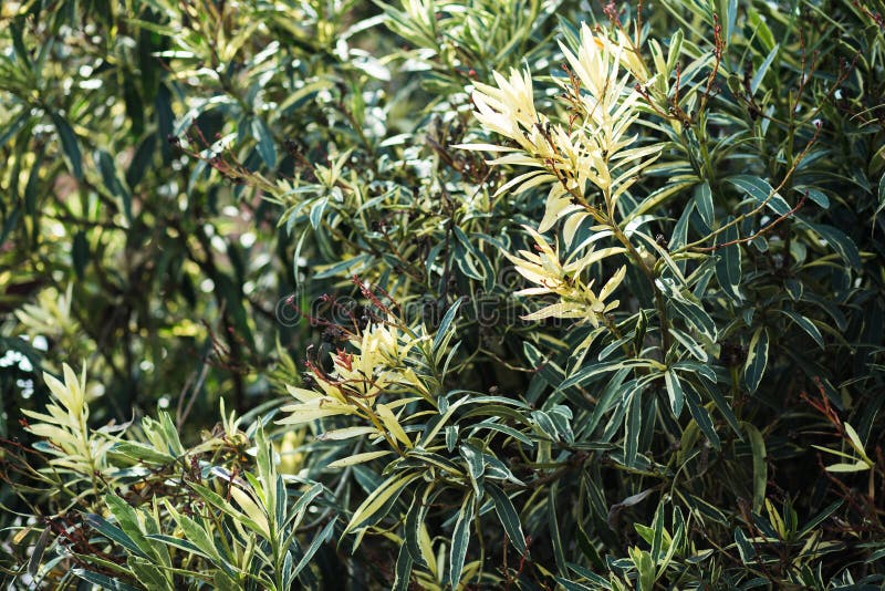 Fresh Small Green Leaves of the Bush on Nature Background Stock Photo ...