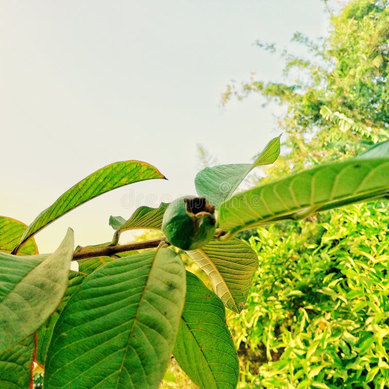 Fresh Small Guava Fruit in the Morning Stock Image - Image of fruit ...