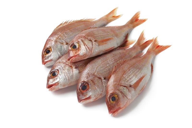 435 Red Snappers Stock Photos - Free & Royalty-Free Stock Photos from ...