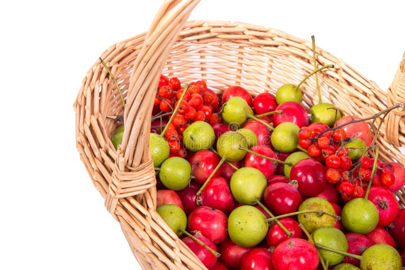 Fresh Small Red Apples, Red Rowan and Green Pears Stock Image - Image ...