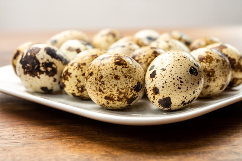 Partridge eggs in nest stock image. Image of hunting - 56844503