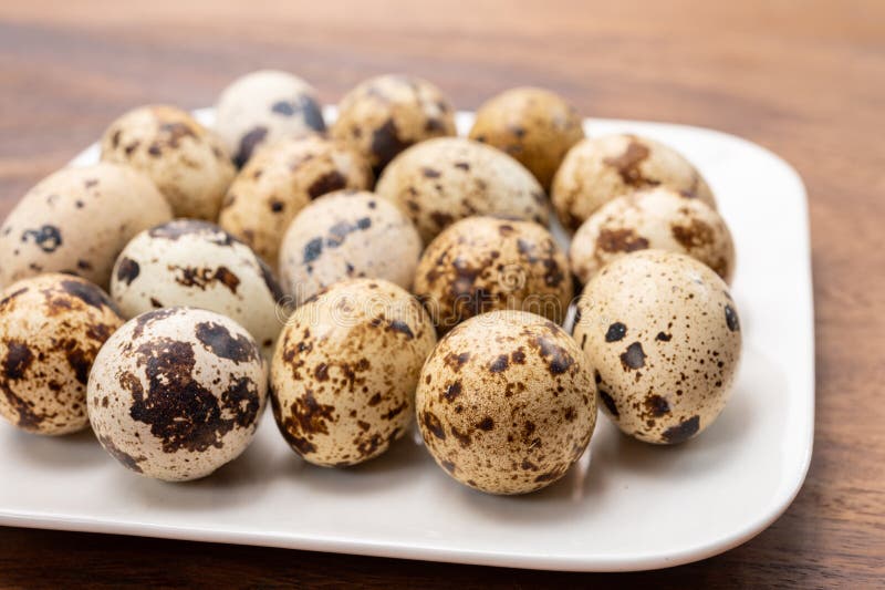 Partridge eggs stock image. Image of fragility, diet - 11303093