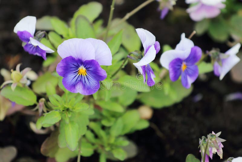 Small Violets in the Meadow Stock Photo - Image of plant, environment ...