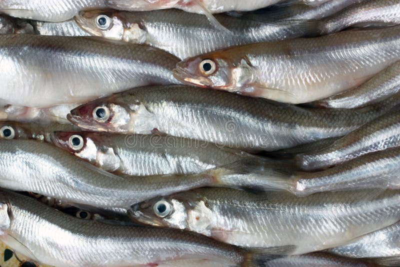 Fresh smelt. stock image. Image of silver, scale, smelts - 14065461