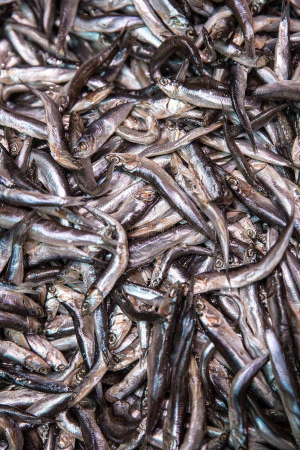 Fresh Smelt, Capelin or Caplin Fish. Selective Focus Stock Image ...