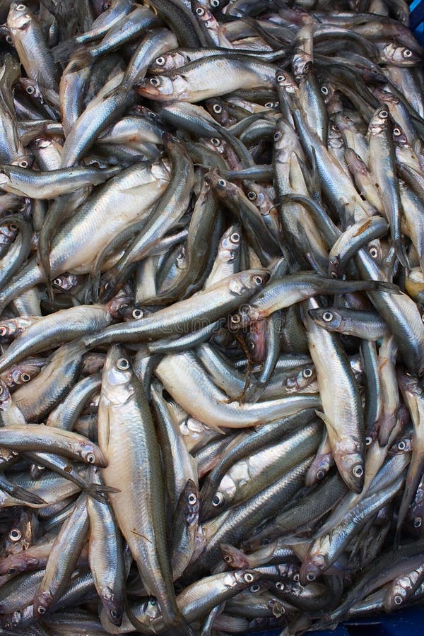 Fresh smelt fish stock image. Image of moist, catch, heap - 19290815