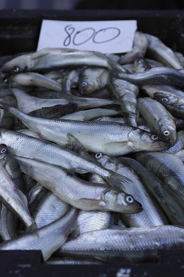 Fresh Smelt Fish on the Market Stock Photo - Image of salad, meal ...