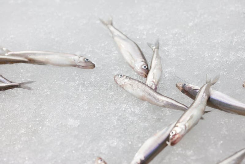 Fresh Smelt Fish on the Snow Stock Photo - Image of smelt, silver: 69102396