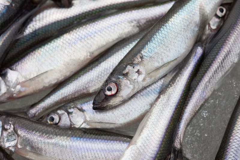 Fresh Smelt Fish on the Snow Stock Photo - Image of hobby, snack: 69112874