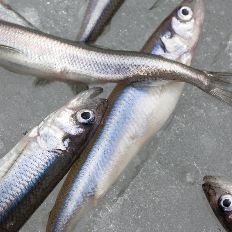 Fresh Smelt Fish on the Snow Top View Stock Photo - Image of fresh ...