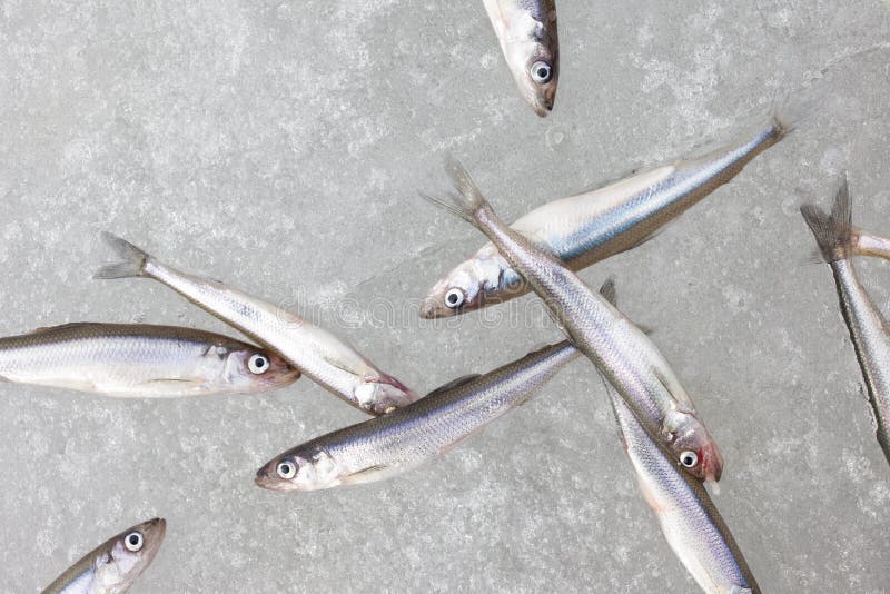 Fresh Smelt Fish on the Snow Top View Stock Photo - Image of fresh ...