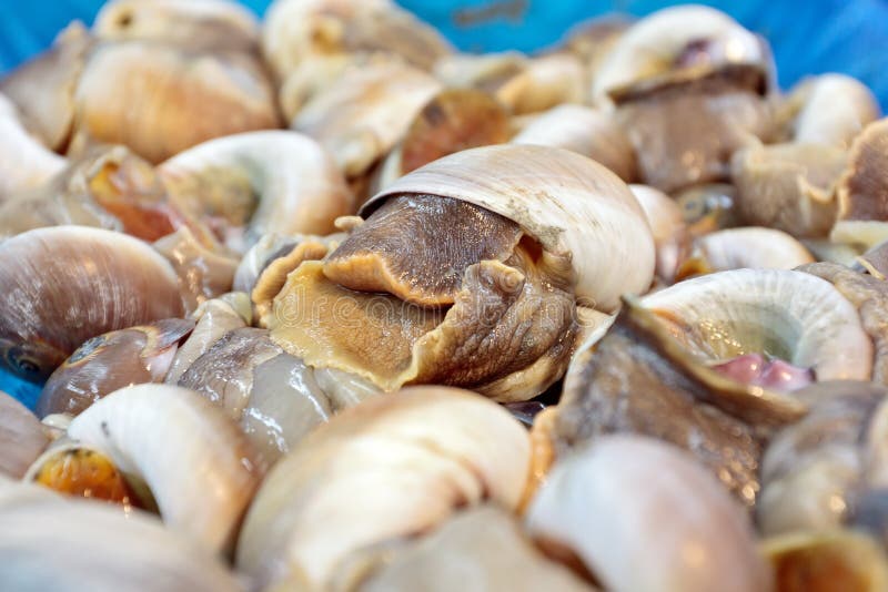 Fresh snails stock image. Image of delicious, health - 24403031