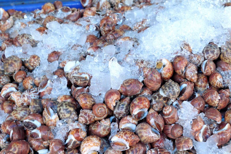 Babylon Snails Seafood on Ice Stock Image - Image of freshness ...