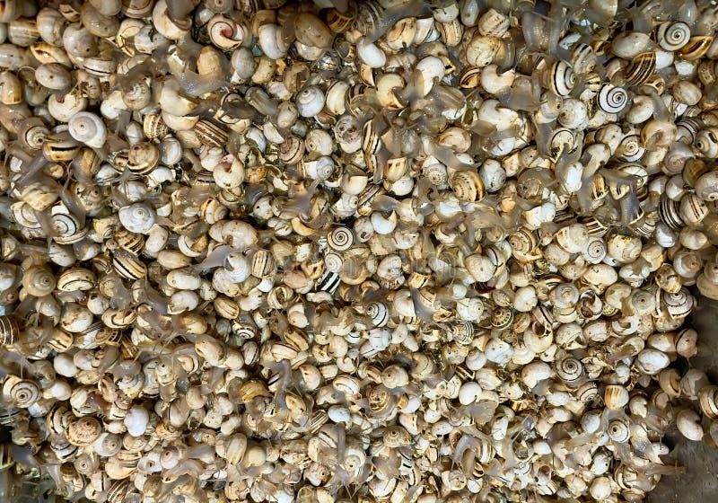 Fresh snails in the market stock photo. Image of space - 254987854