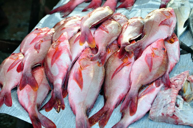 Fresh Snapper stock photo. Image of fish, market, cuisine - 19698176