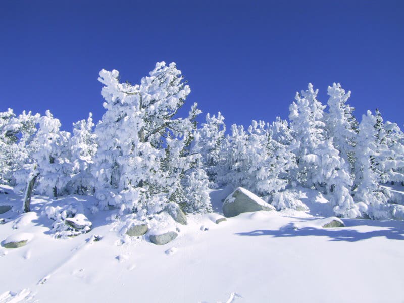 Fresh Snow stock photo. Image of natural, abstract, cone - 1183950