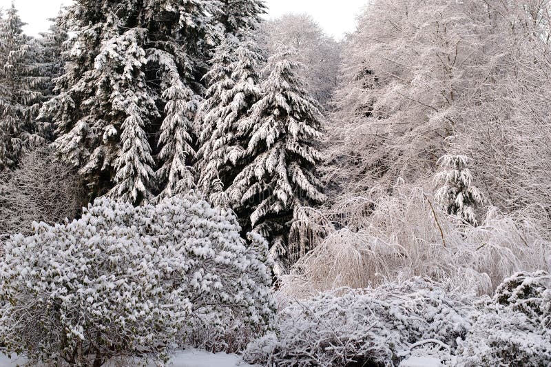 Fresh Snow stock photo. Image of coldness, bush, christmas - 2026794