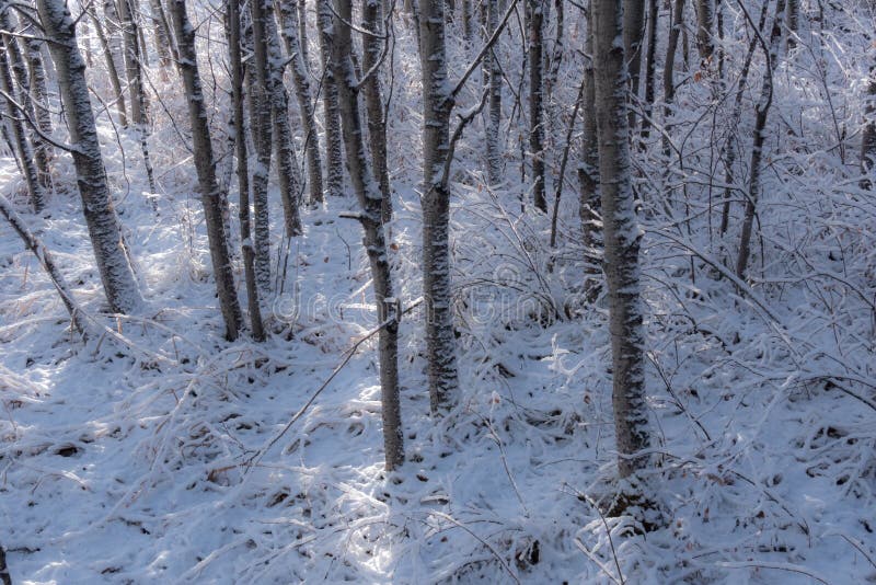 Fresh Snow in Aspen Tree Grove 1 Stock Image - Image of snowy, winter ...