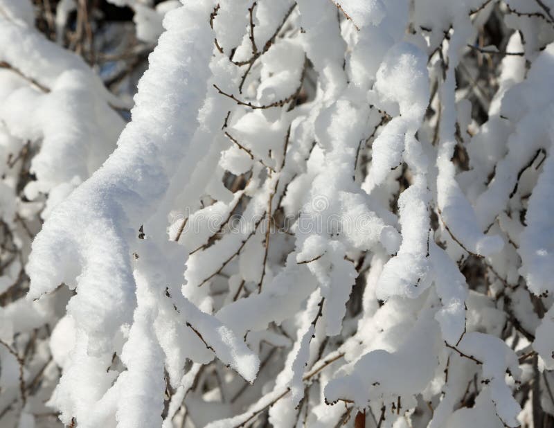 Fresh snow on branch stock photo. Image of cold, nature - 60987614